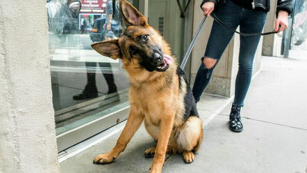 Natural comedian dogs were born to make the world laugh