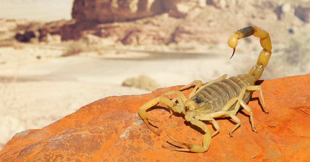 10 Amazing Animals Living in the Desert