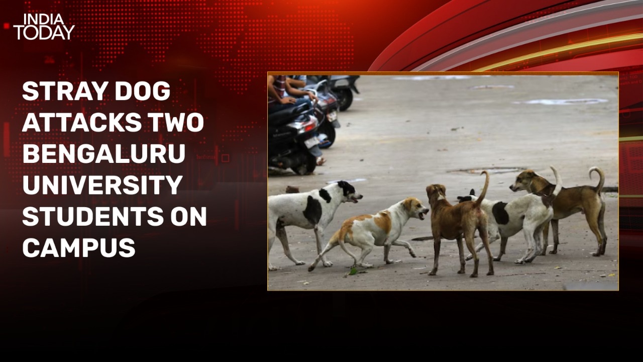 2 Bengaluru University students bitten by stray dog, 1 critical