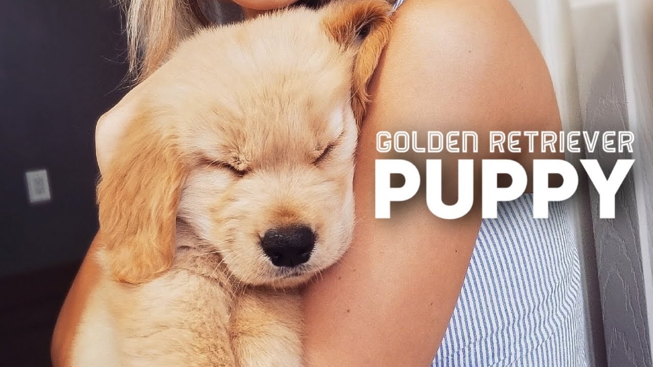 Cute Golden Retriever Puppy Compilation