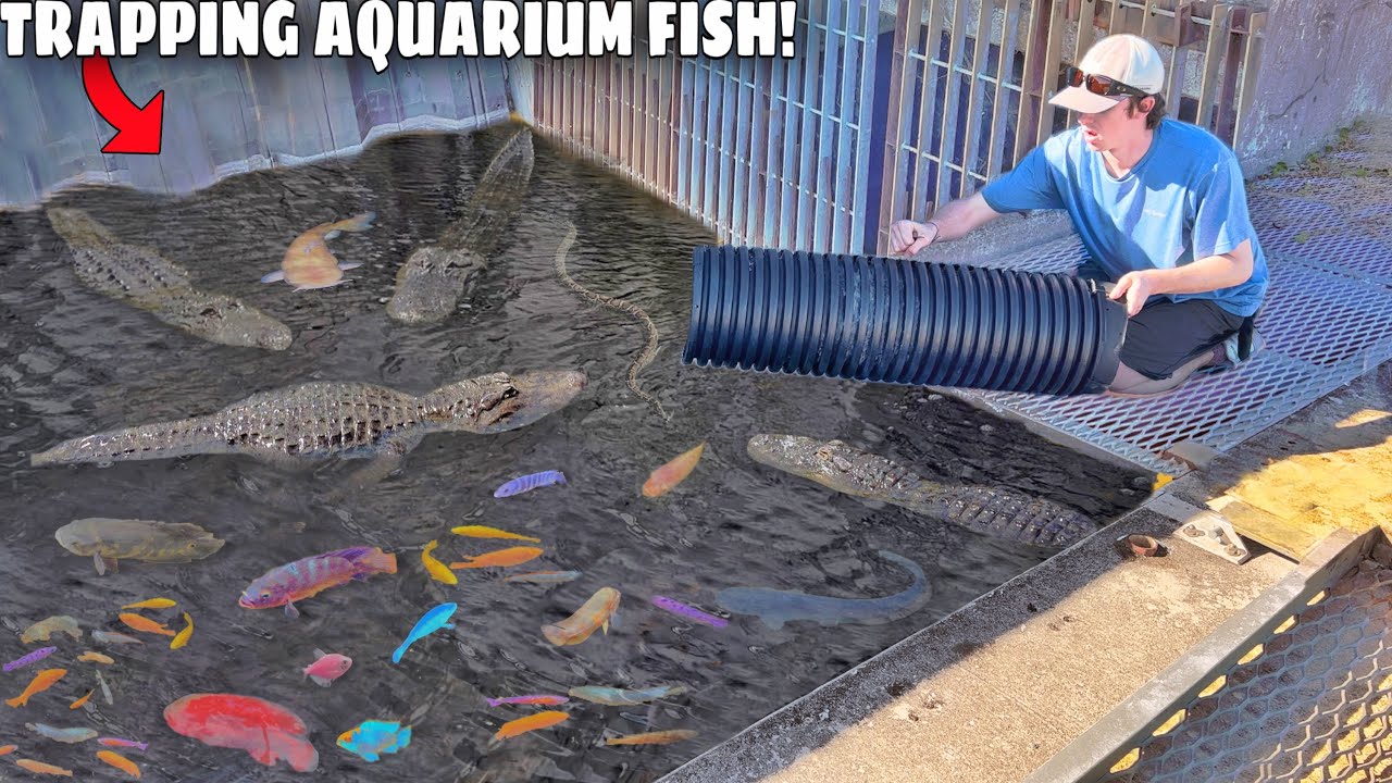 Trapping Aquarium Fish in an Alligator-Infested Spillway