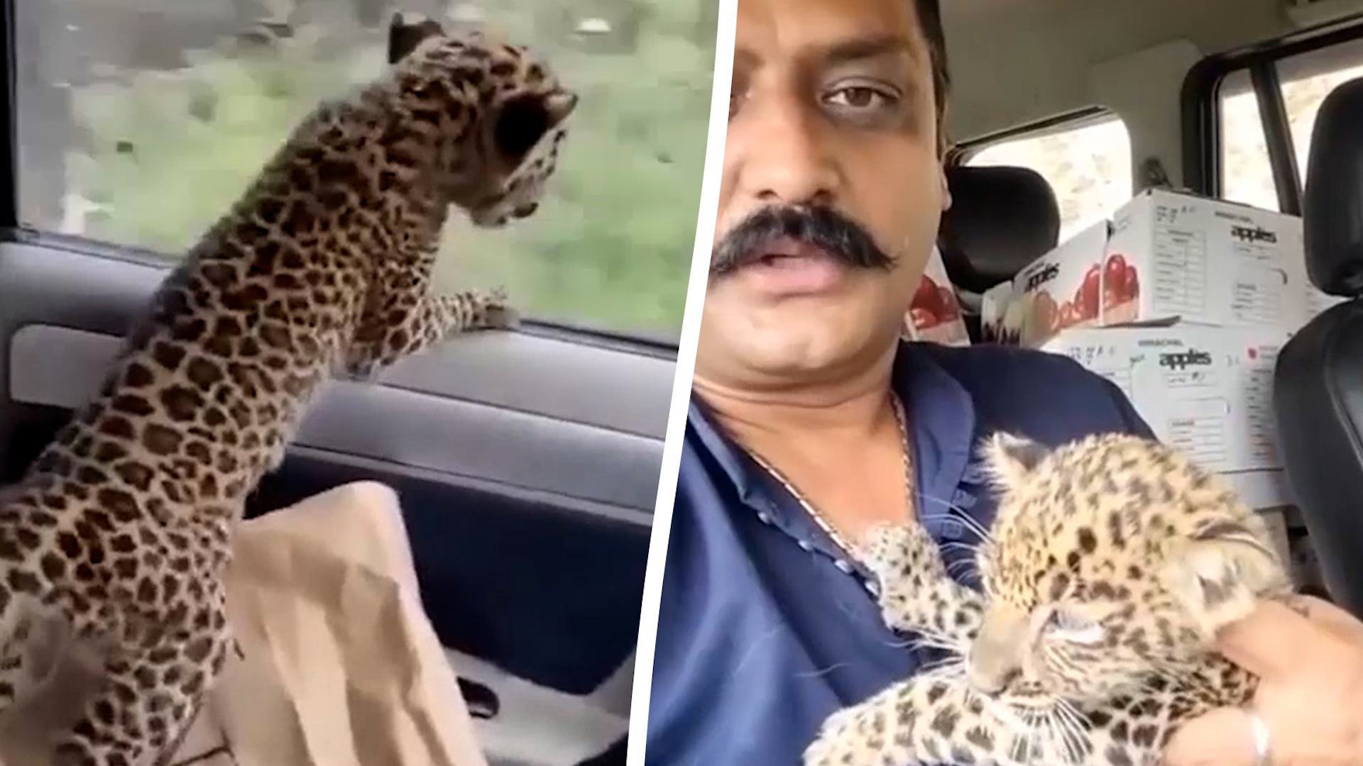 Man rescues stranded baby leopard by placing it in his car