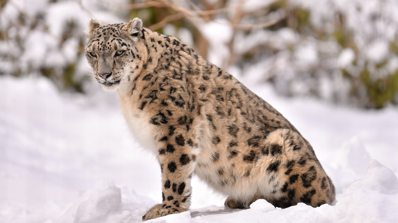 The 5 Best Zoos In America, According To Reviews