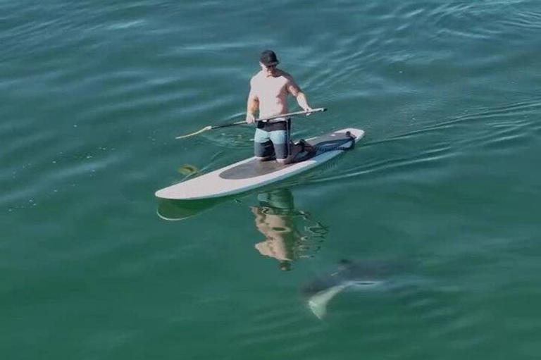 Stunning moment great white shark circles paddleboarder off the coast ...