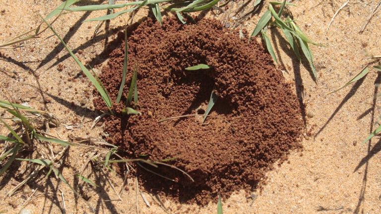 The Easiest Way To Get Rid Of Unwanted Ant Hills In Your Yard