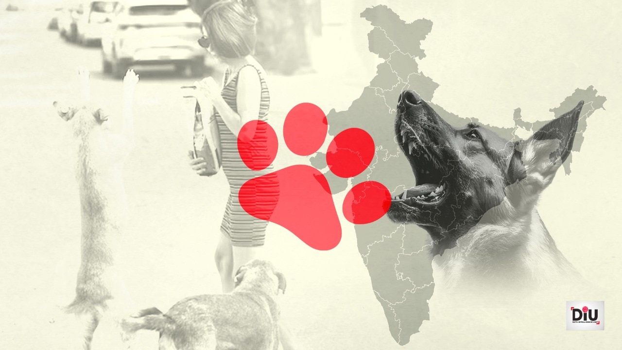 From streets to shelters: SC acts on Delhi-NCR stray dogs, stats explain why