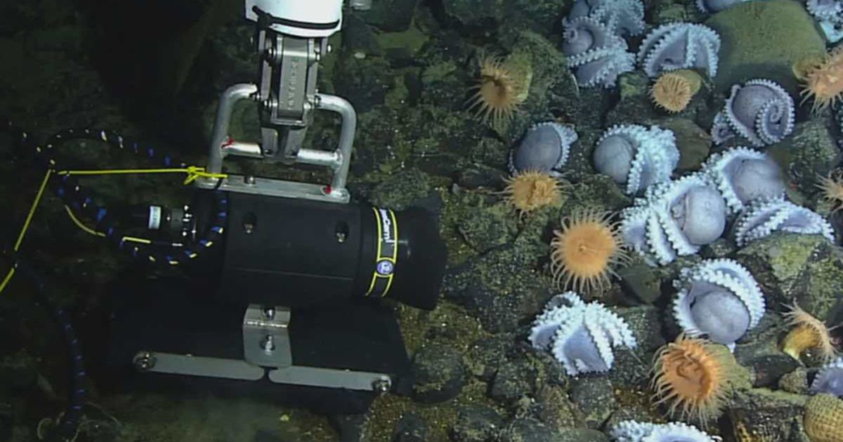 Researchers Spot Thousands of Octopuses Balled Up Near Deep Sea Volcano ...