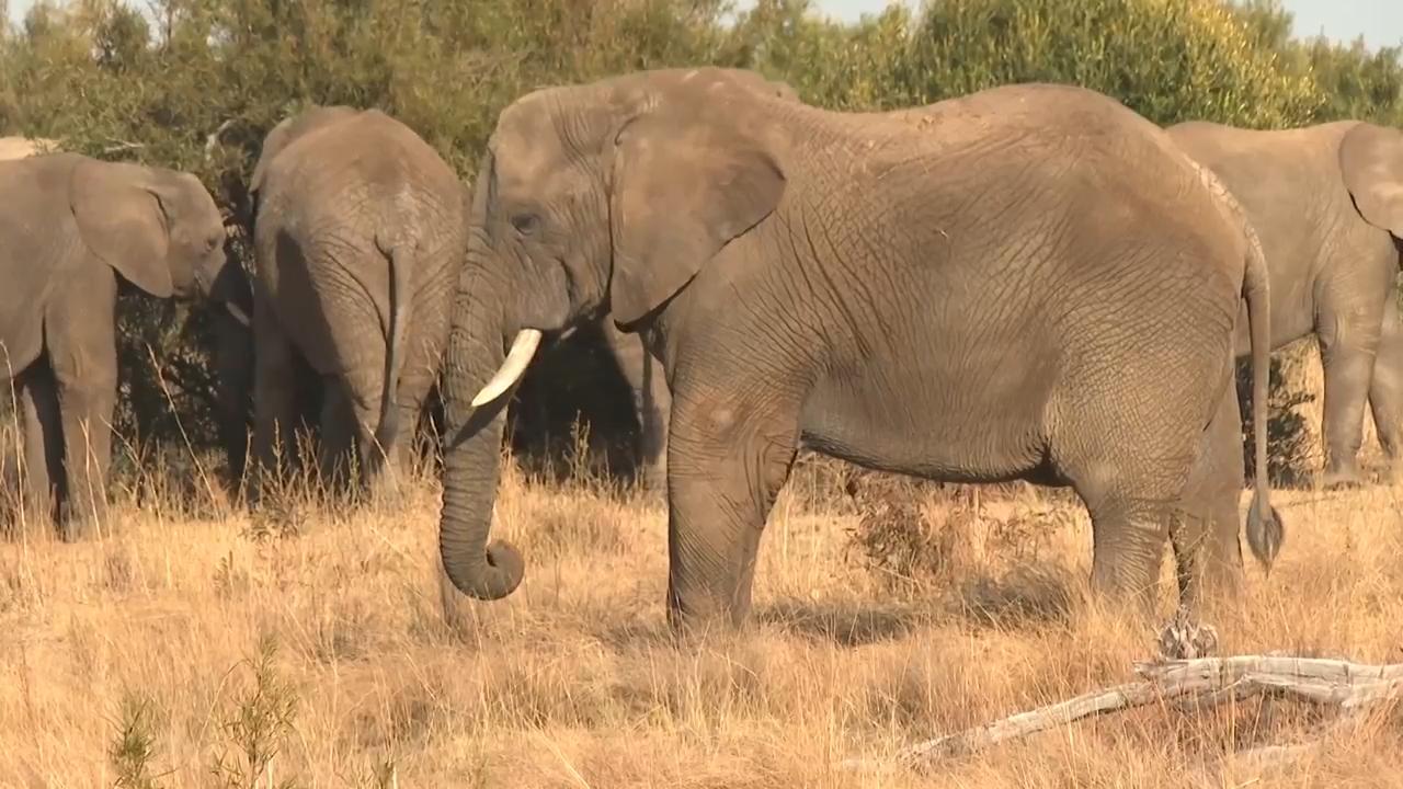 Conservation unit in South Africa explains its protection and research ...