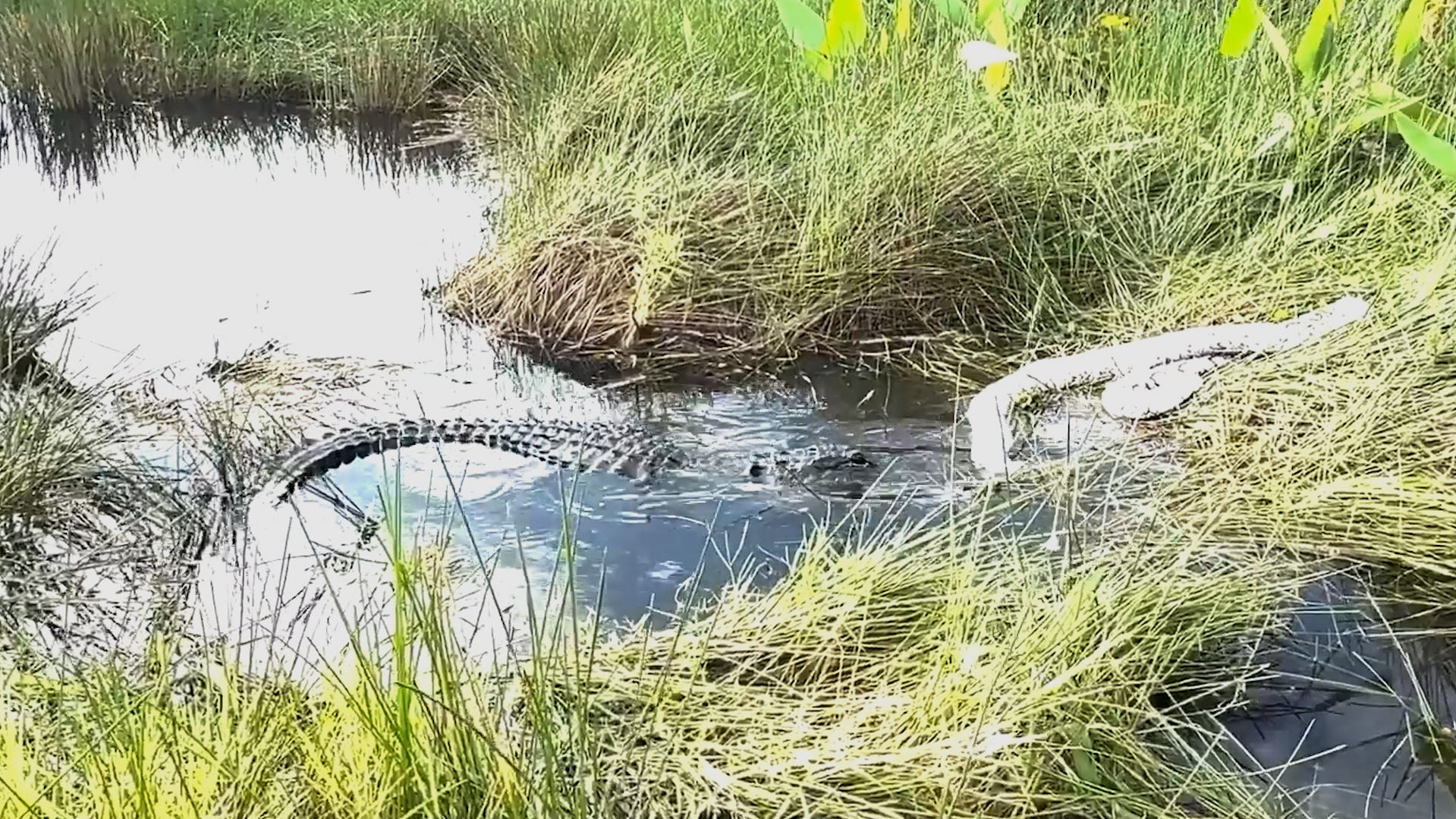 Gator takes a bite out of an invasive python in the Everglades; see the ...