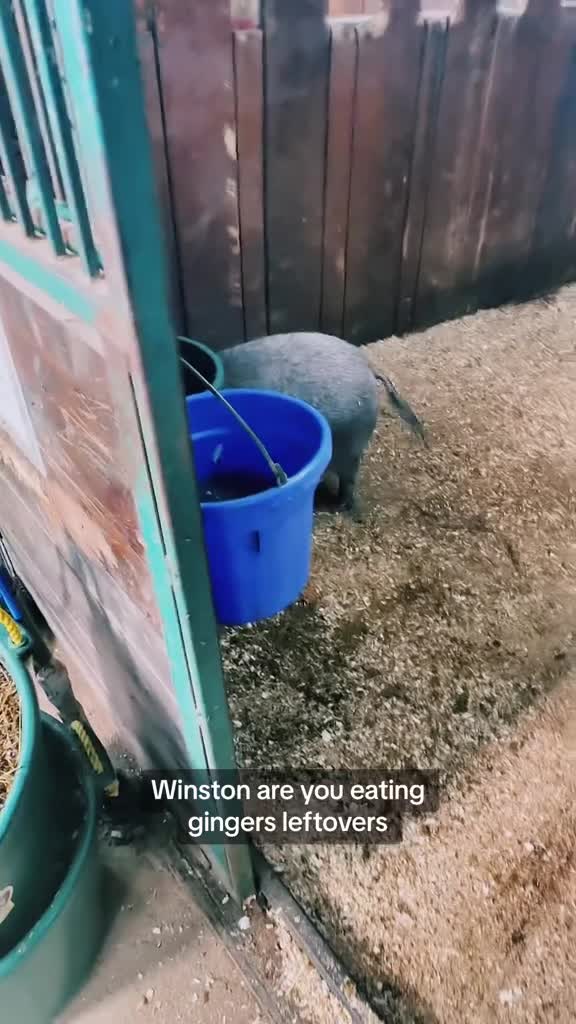 Where’s Winston? Join My Morning Hunt for the Barn’s Sneakiest Pig!