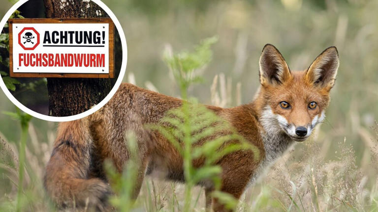 How Dangerous Is the Fox Tapeworm for Dogs and Humans?