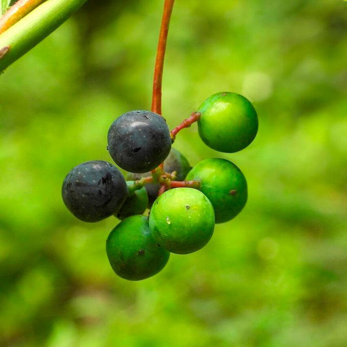 Porcelain Berry and Moonseed vs Wild Grape: Plant ID