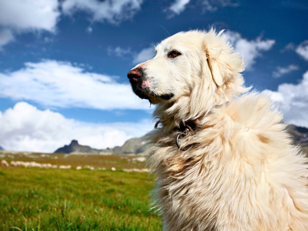 7 Romantically Rural Dog Breeds for That 'Yellowstone' Life