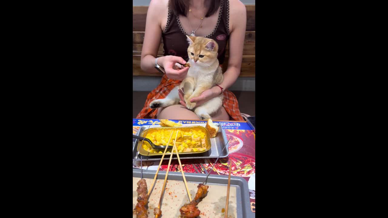 Cat doesn’t want to eat despite owner’s offer in Shanghai, China
