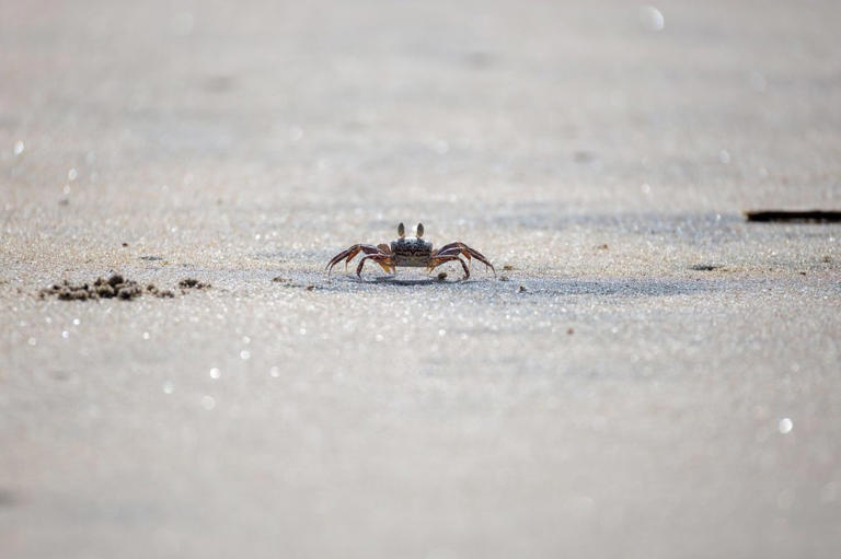 Crabs Attack Robot Rival After Perfect Mating Performance