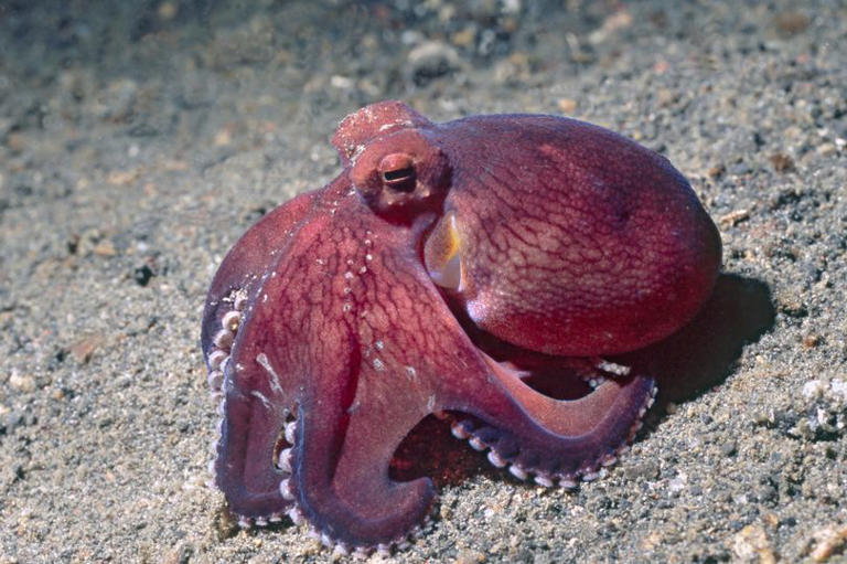 Britain facing fish and chips crisis with octopus and jellyfish set to ...