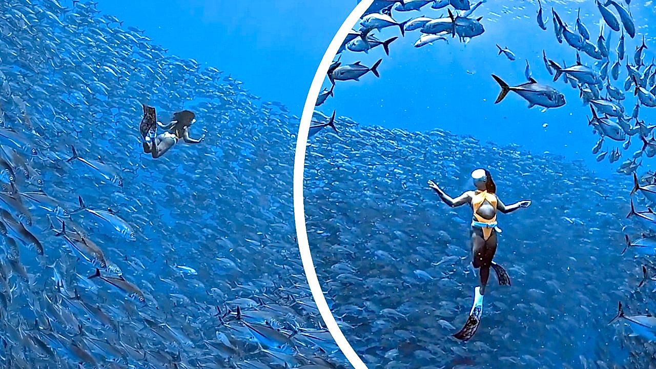 Free diver floats through column of thousands of fish in the Philippines