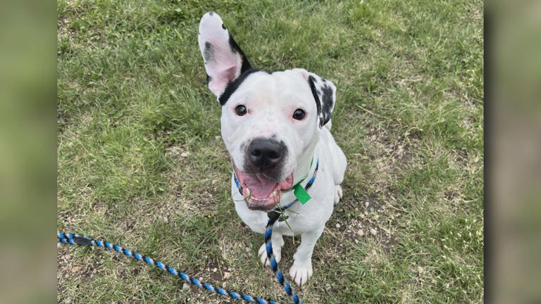 Pet of the Week: Meet Boone, a sweet pup searching for a fur-ever family