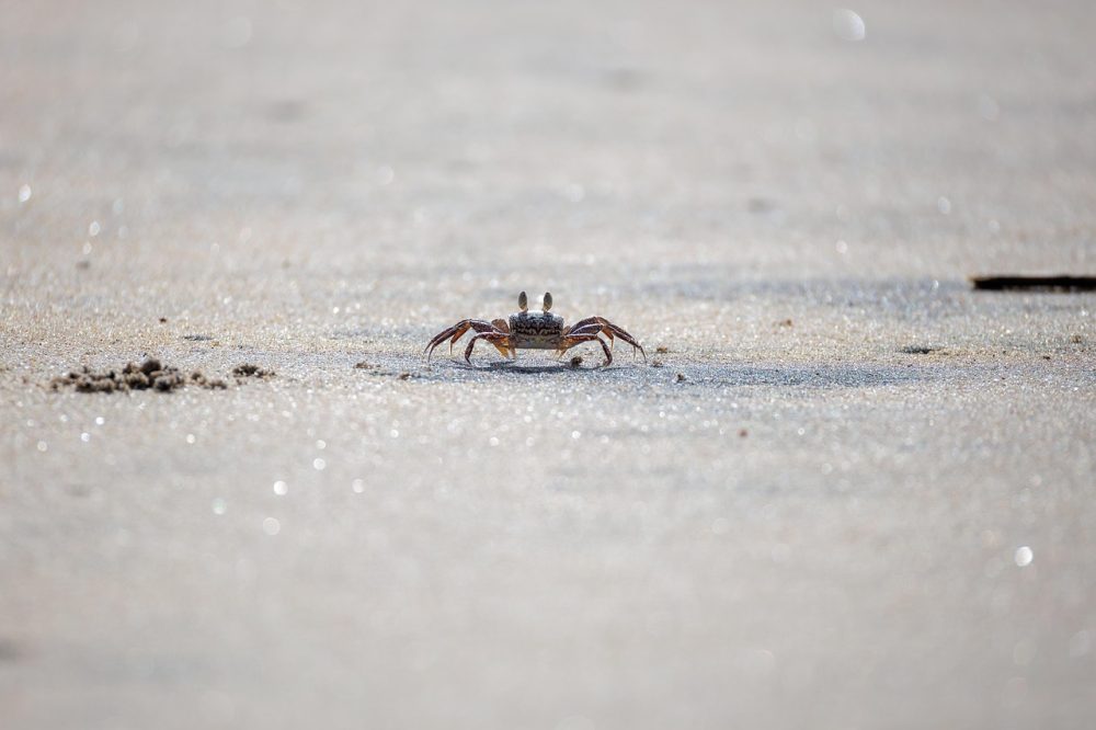 Crabs Attack Robot Rival After Perfect Mating Performance