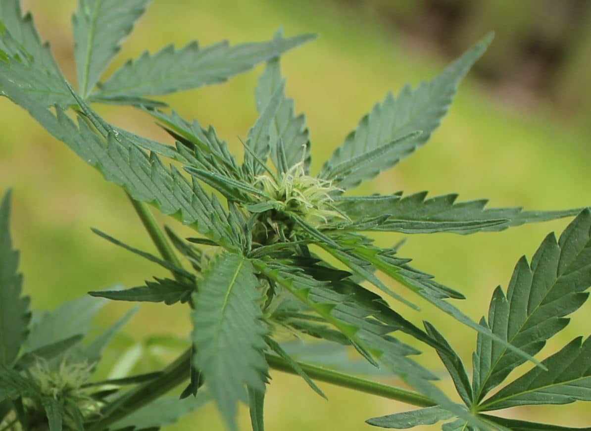 Study Suggests Cannabis Use May Cut Down on Drinking