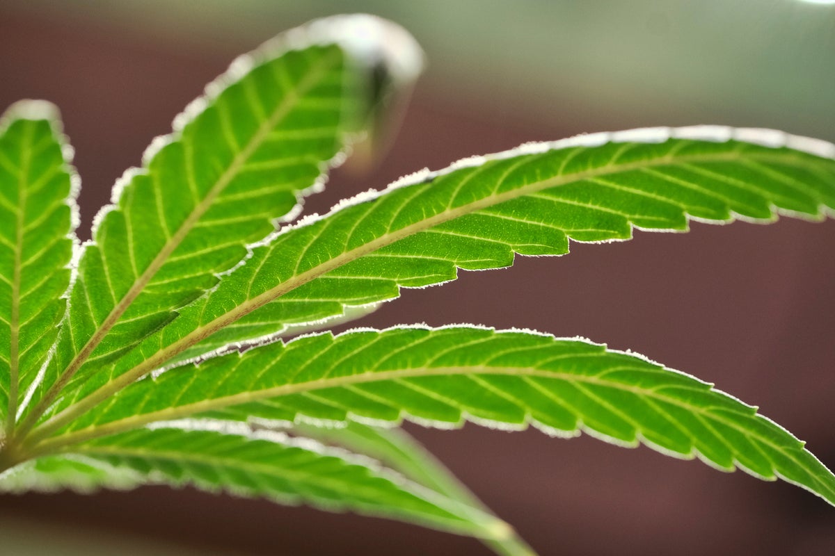 What would Trump’s reclassifying of cannabis mean?