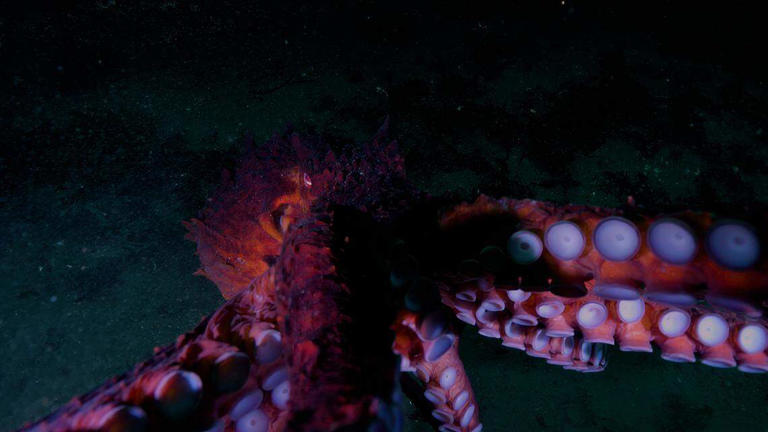 ‘Curious' octopus takes diver's camera and films ‘one-of-a-kind view ...
