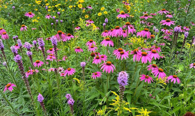Turn your backyard into certified wildlife habitat