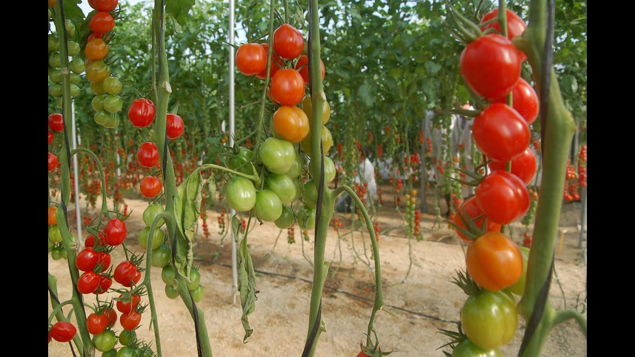 Tomate de colgar o de penjar: conservación, cultivo y usos