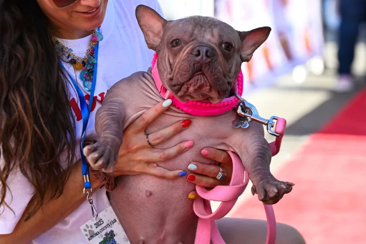 Petunia vence concurso cachorro mais feio do mundo 2025. Veja!