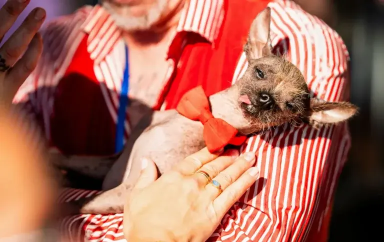 Petunia vence concurso cachorro mais feio do mundo 2025. Veja!
