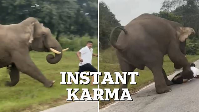 Instant Karma: Tourist trampled after selfie attempt with elephant