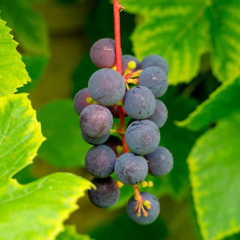 Porcelain Berry And Moonseed Vs Wild Grape Plant Id