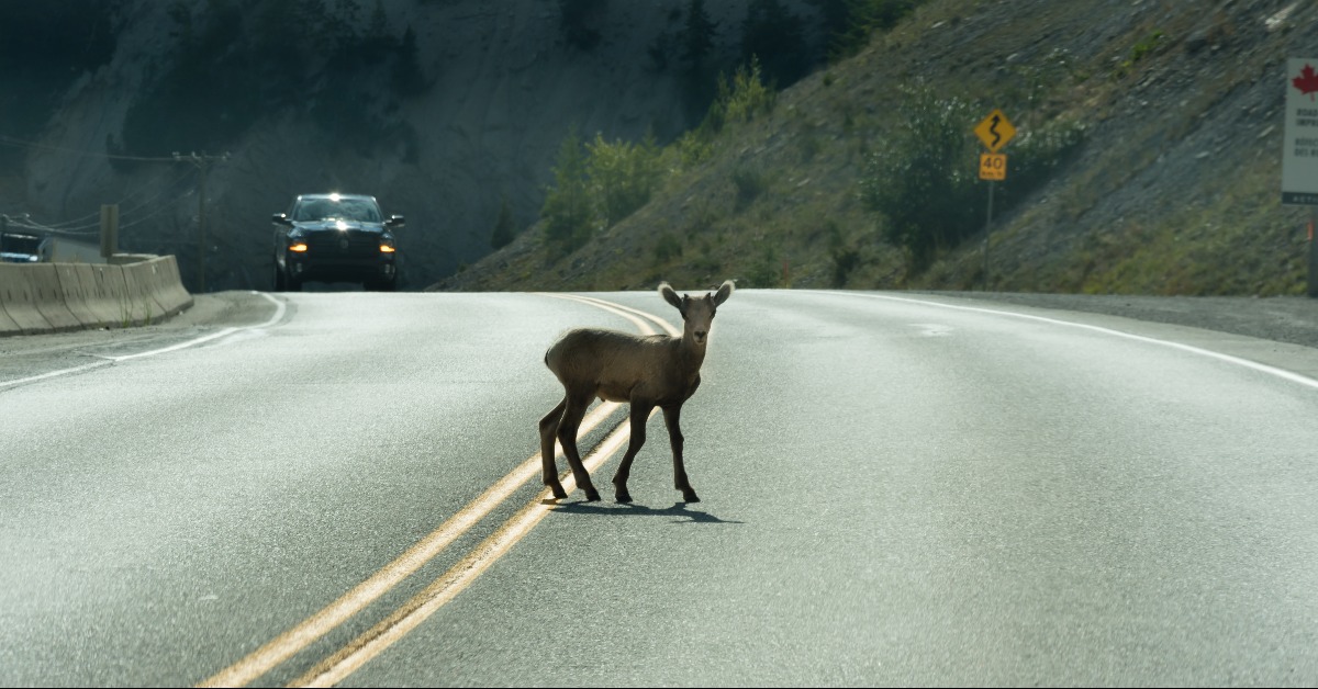 10 States Where You’re Most Likely to Hit a Deer While Driving