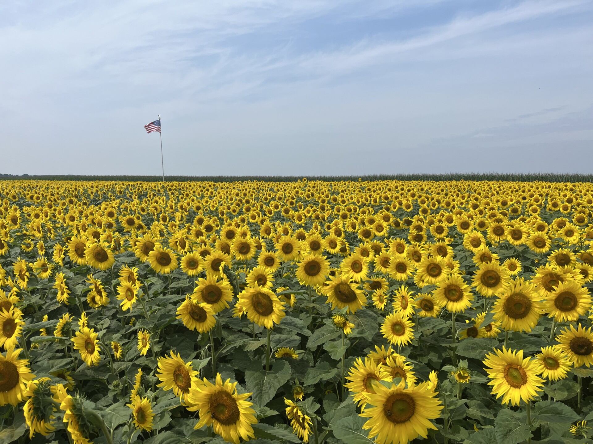 Hall Farms Sunflower Field open for the season in Rock