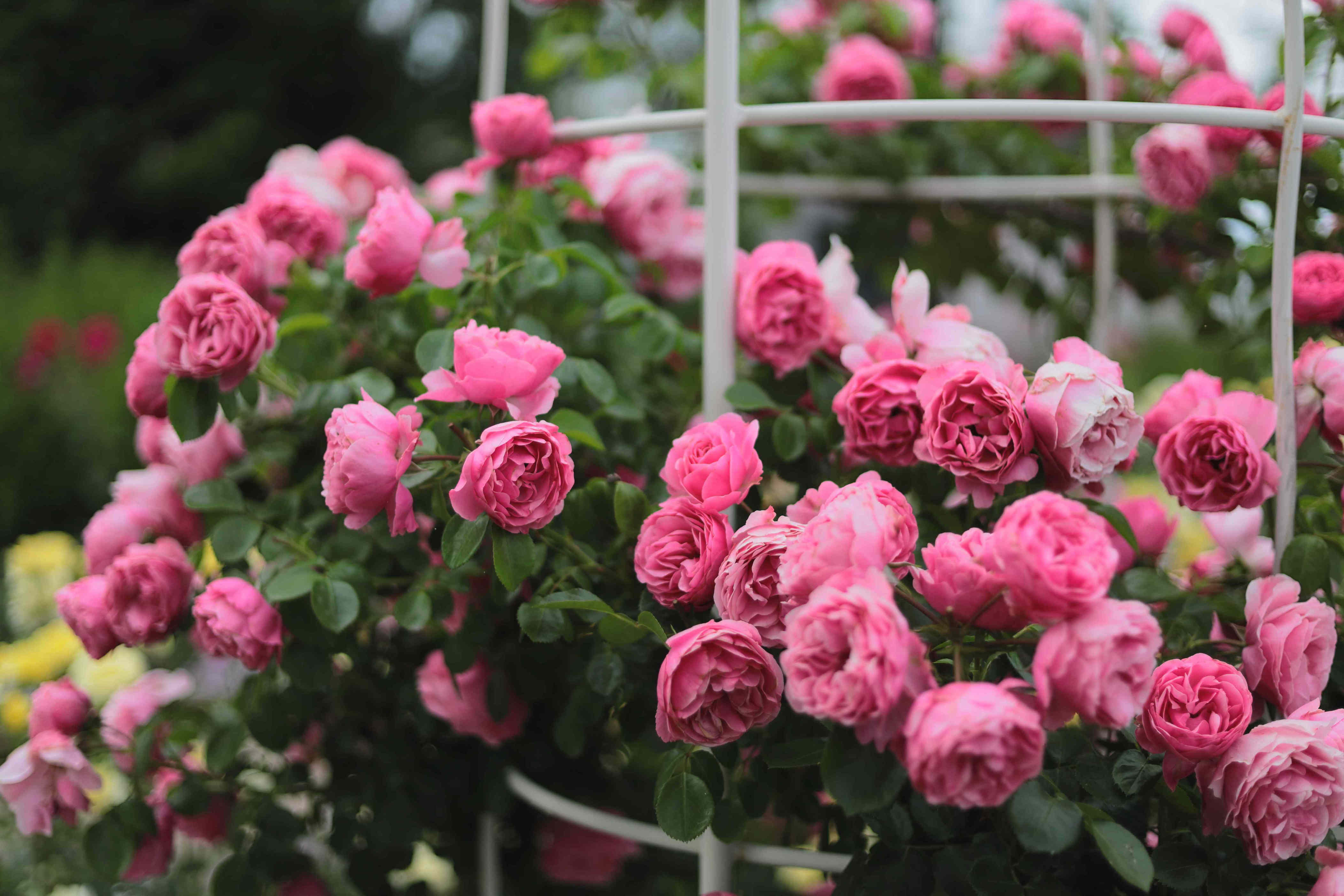 Want Better Roses Next Year? Gardeners Say You Should Never Skip This ...