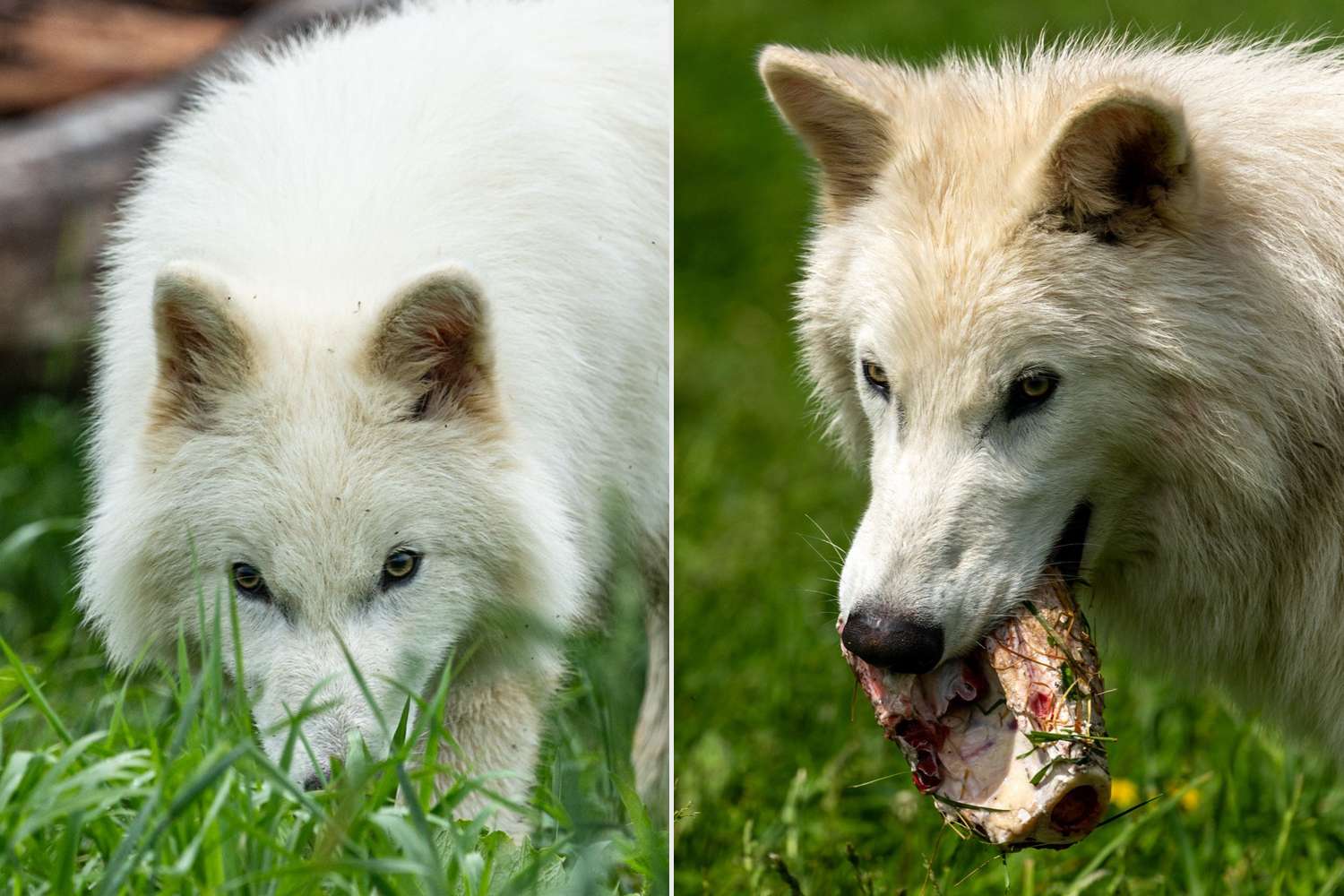 De-Extinct Dire Wolves Are Officially Larger Than Modern Grey Wolves ...