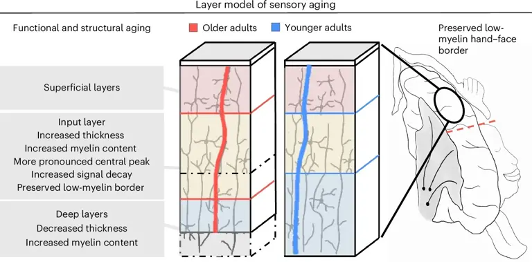 Neuroscientists reveal that some parts of your brain grow stronger with age