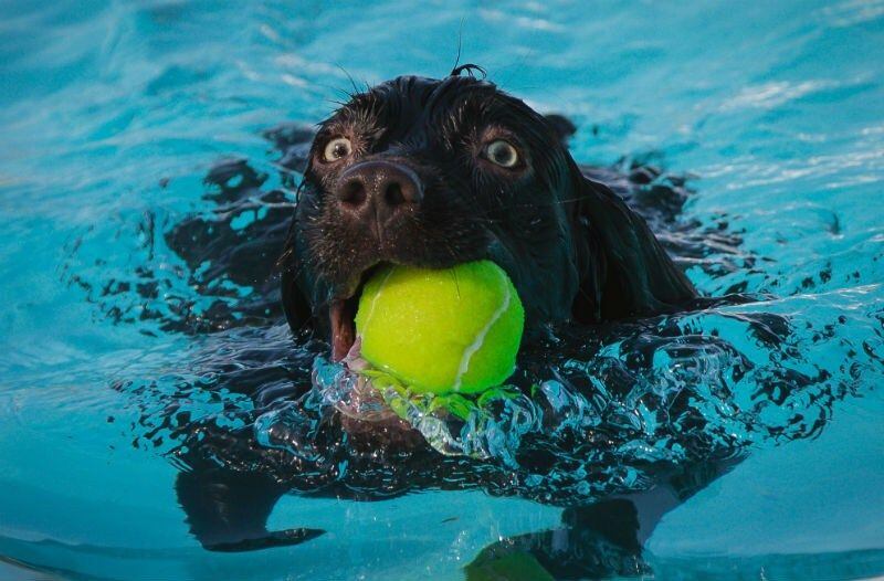 YMCA invites dogs and their people to annual Pooch Plunge