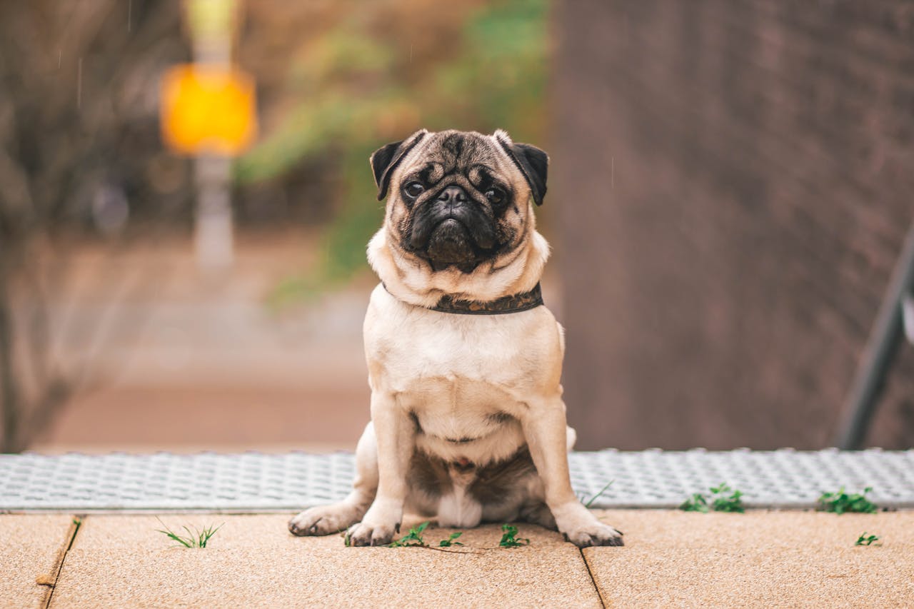 The Ethical Debate: Should We Still Be Breeding Purebred Dogs?