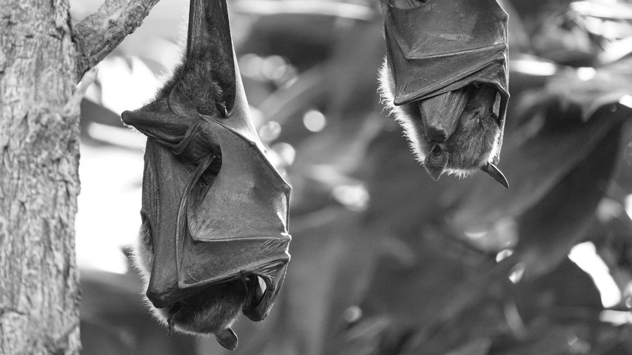 Two exposed to rabid bat, racoon in Greenville County
