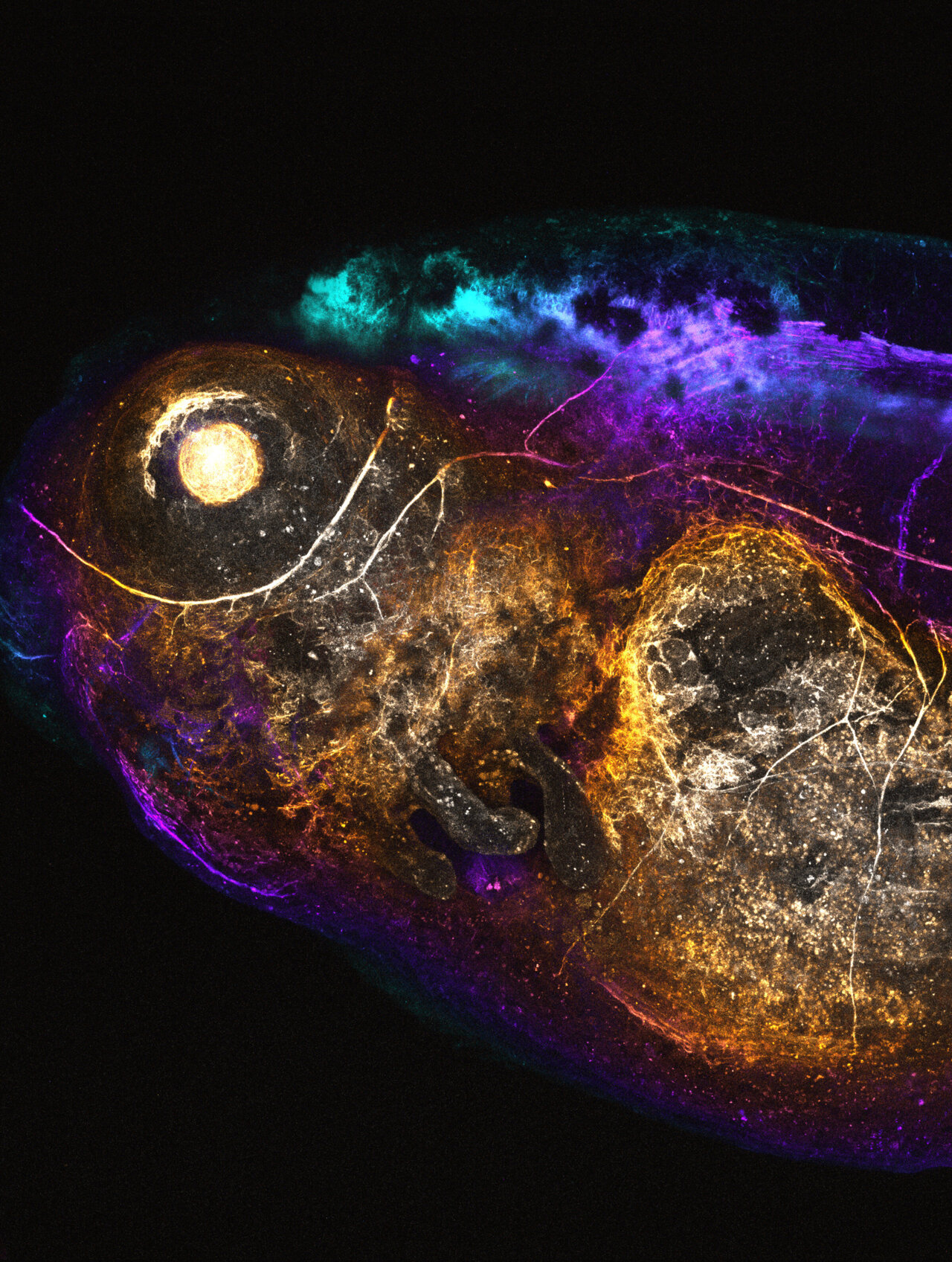 AI meets CRISPR for precise gene editing
