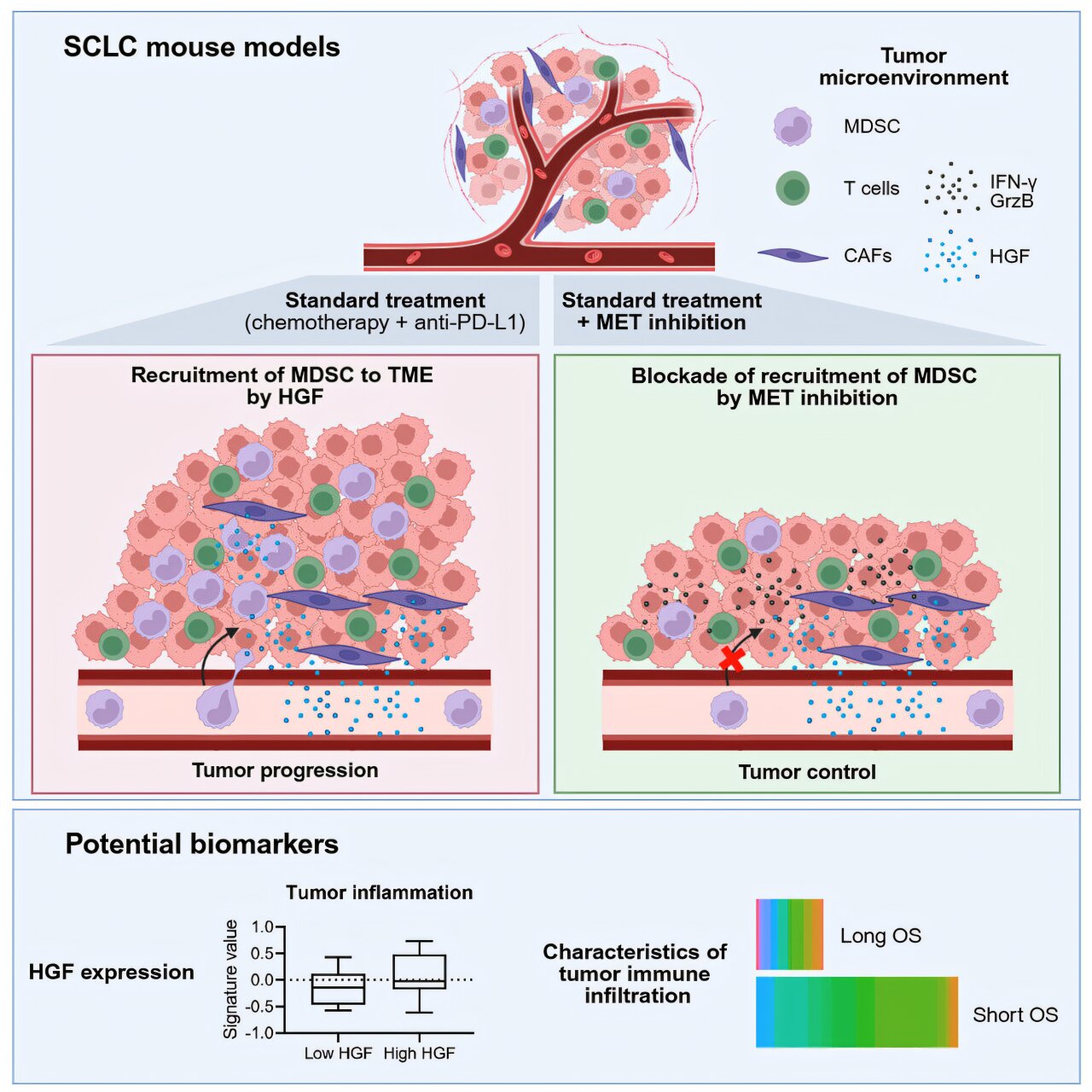 Gene inhibitor found to boost immunotherapy for most aggressive form of ...