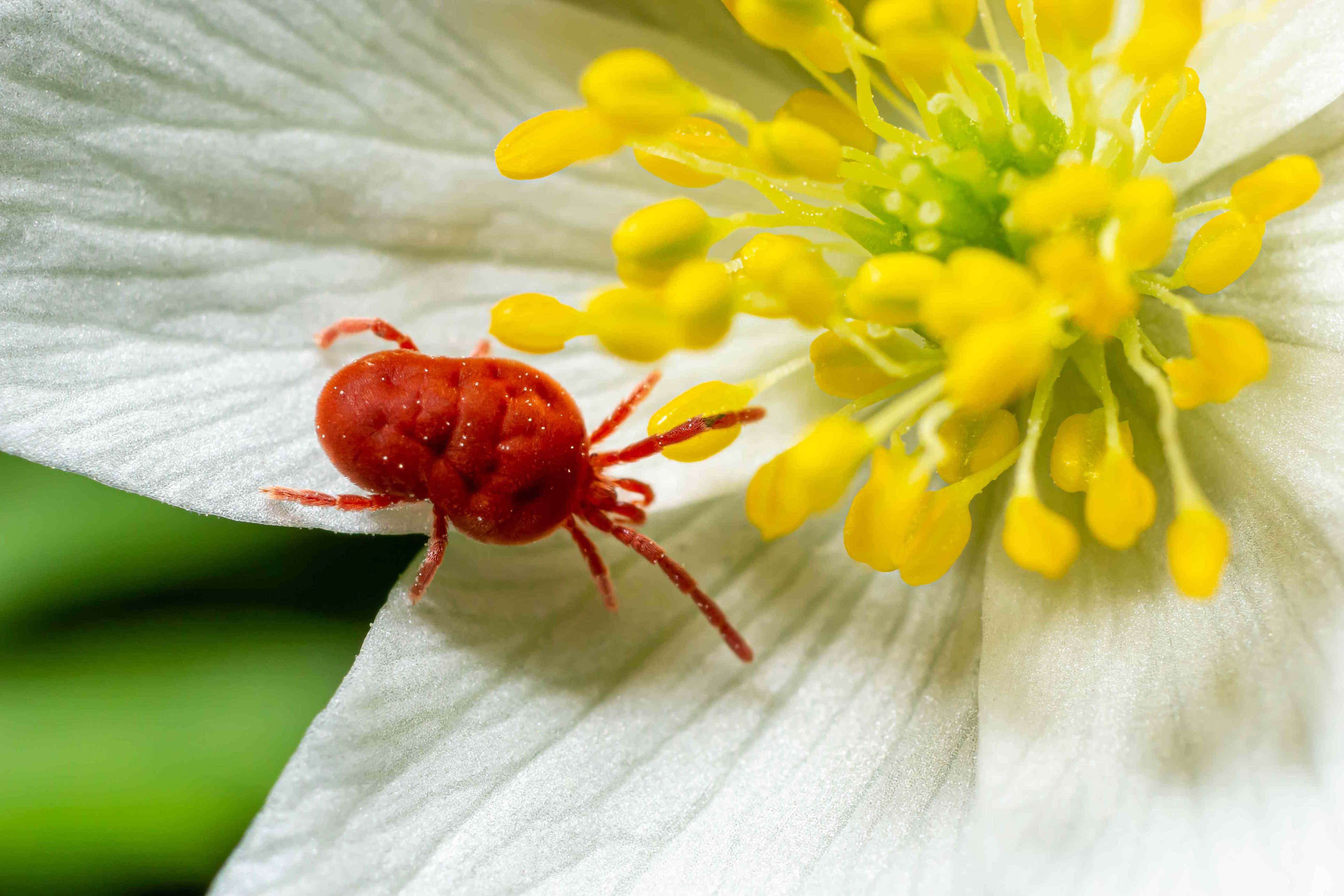 How to Get Rid of Chiggers in Your Yard Before They Bite You and Your Pets