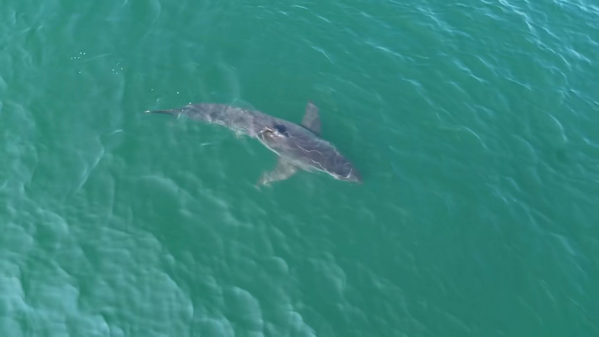Drone video shows great white shark spotted off Maine coast near ...