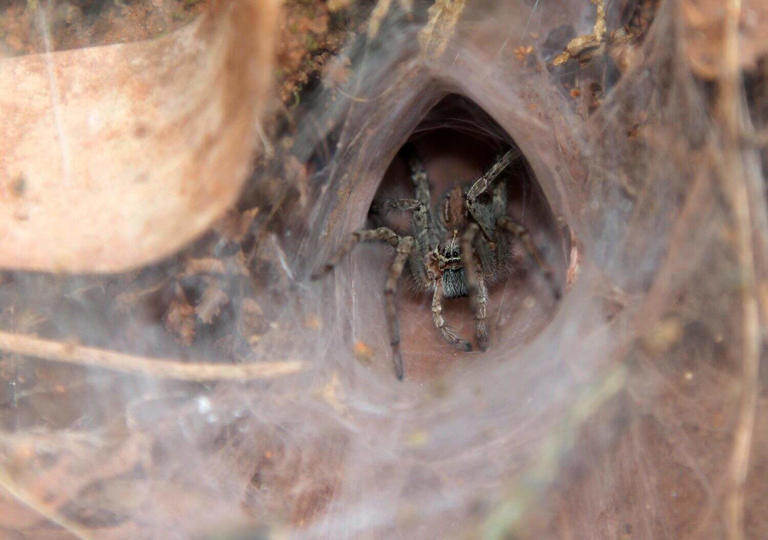 Everything You Need to Know About a Newly Discovered Tarantula Species
