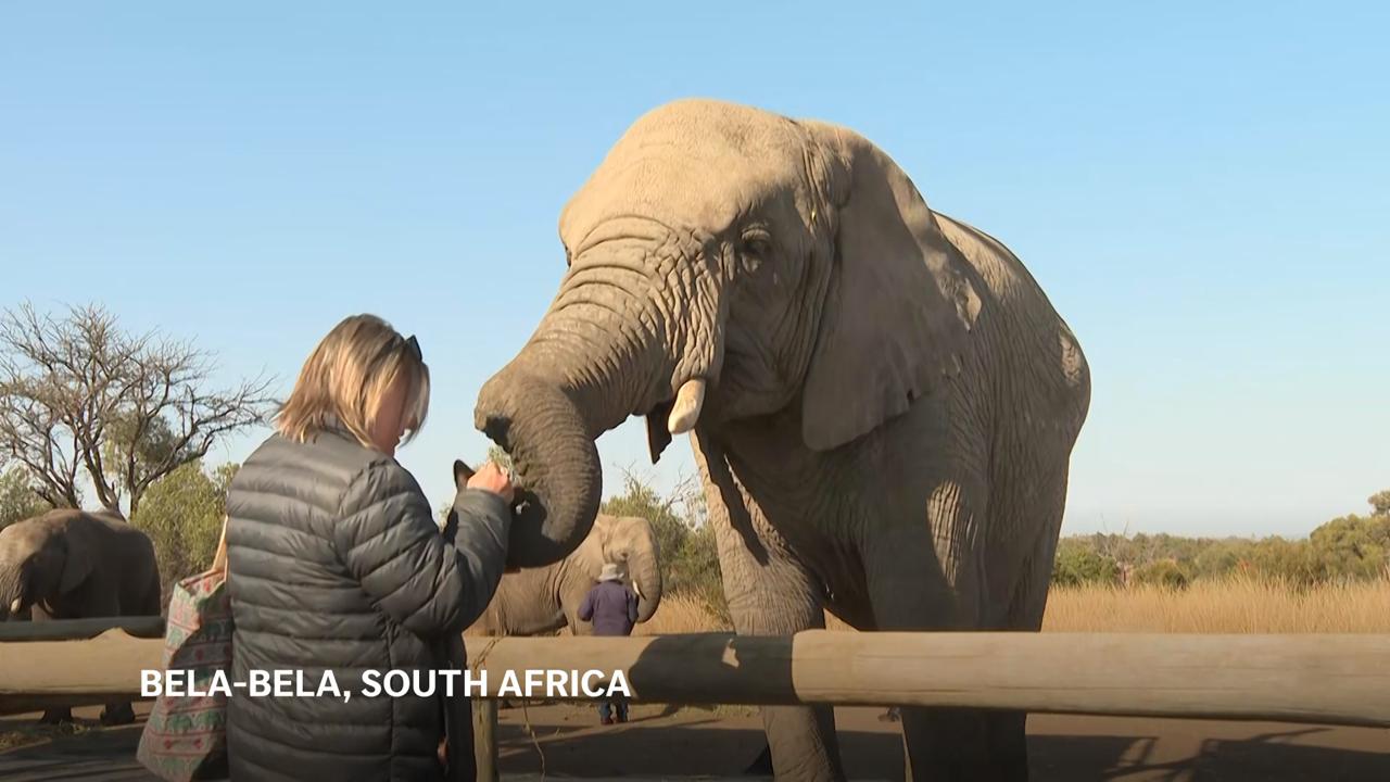 What to know about Elephants on World Elephant Day