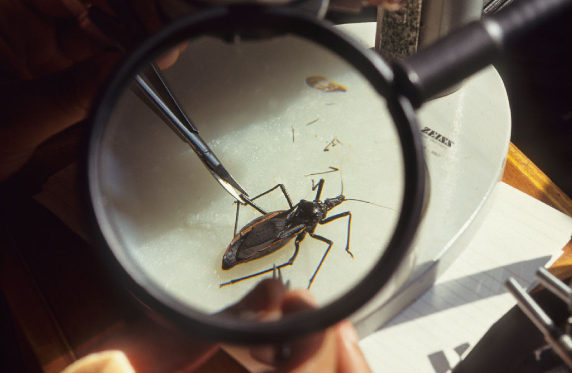Chagas disease: The parasite that lurks for decades