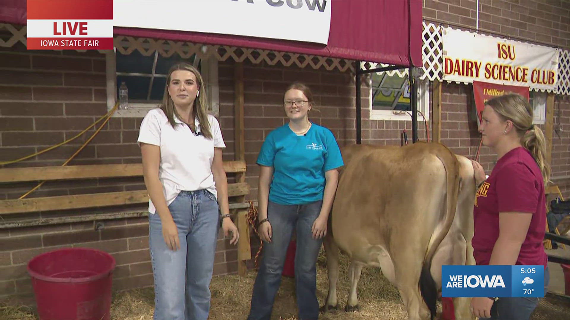 Try your hand at milking a cow at the Iowa State Fair