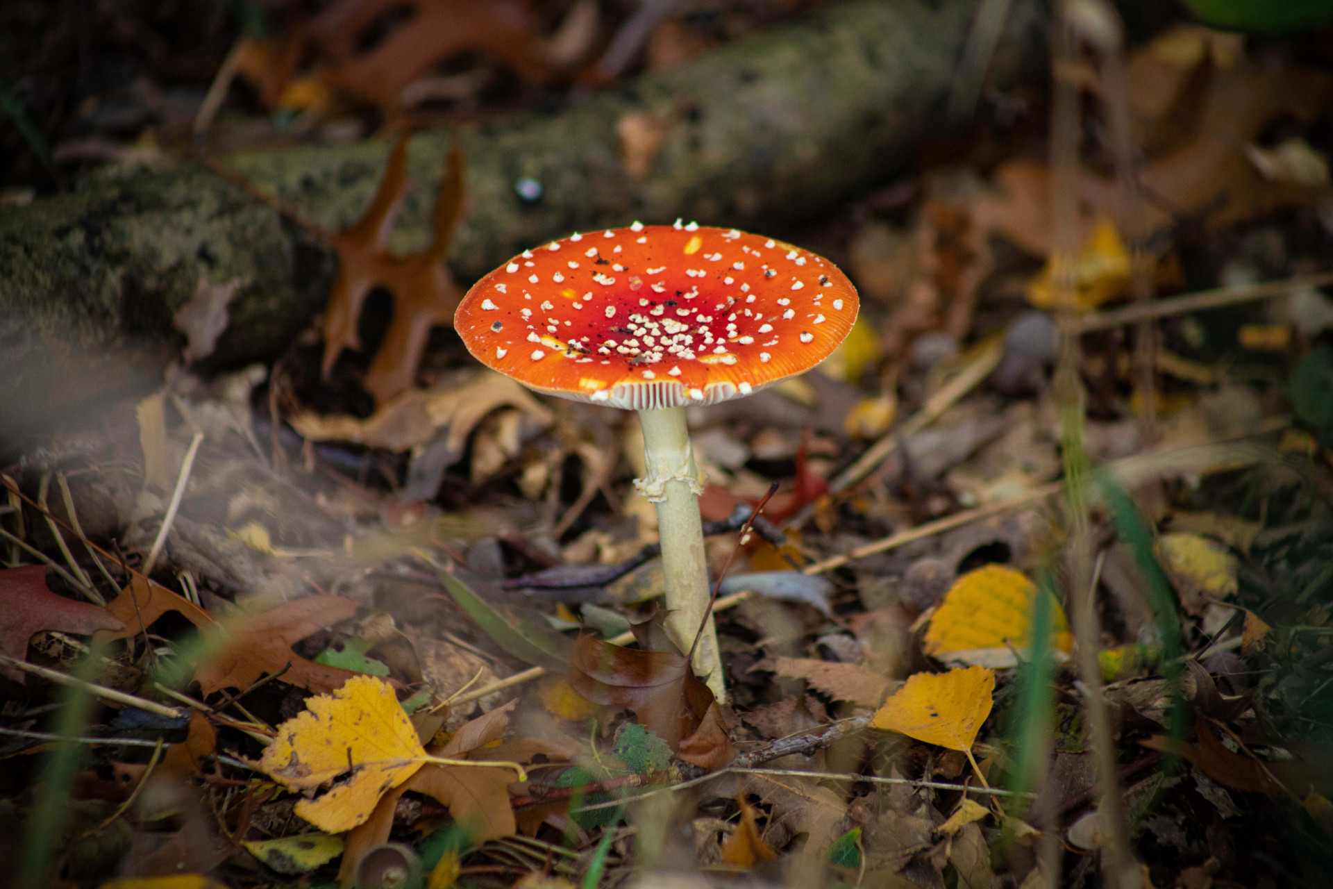 What happens to your body when you ingest poison?