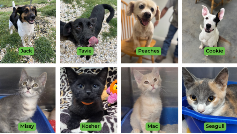 Paws in the Park takes place Saturday at Toronto Humane Society